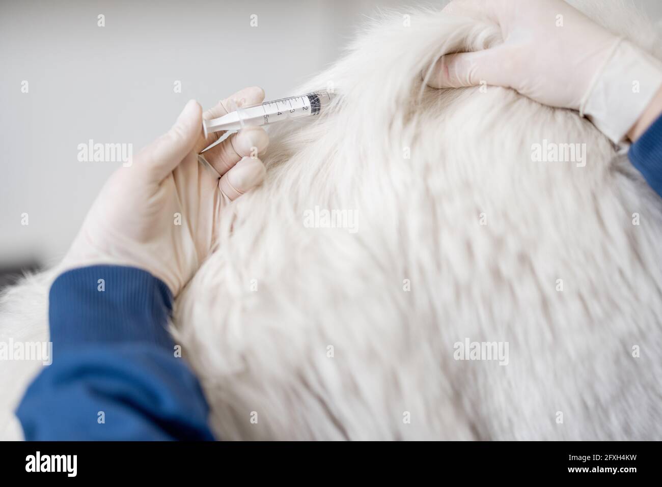 How Big Is A Dog Chip