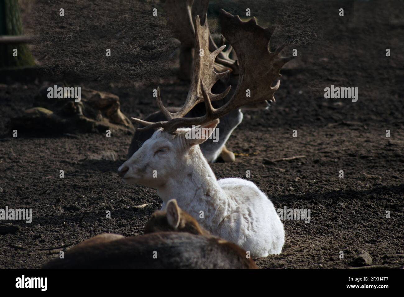 The monarch of glen- albino fallow deer Stock Photo - Alamy