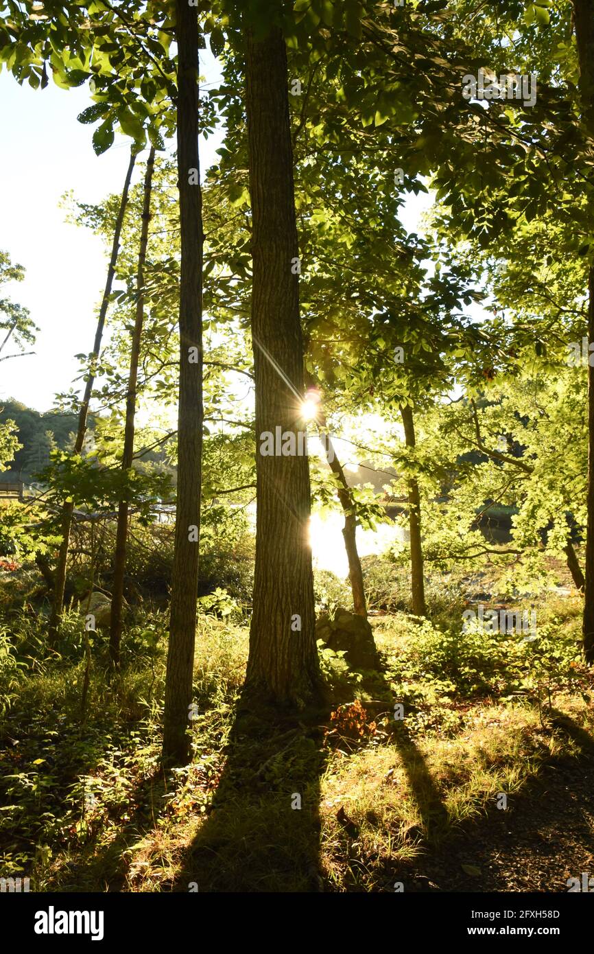Sun shining through the trees along a river Stock Photo - Alamy