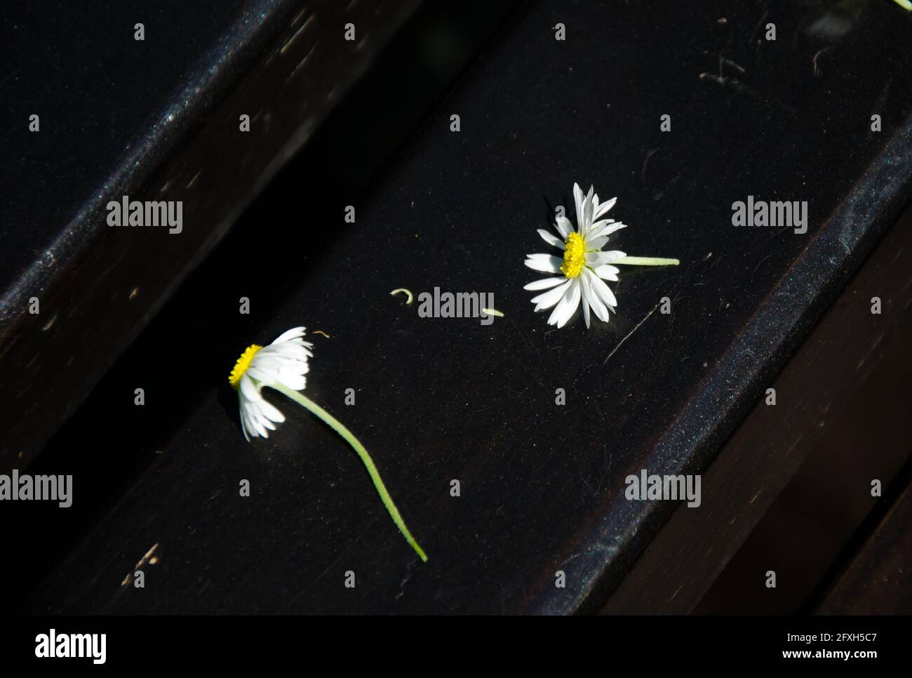 cut off flowers of daisy left on the black bench in the park, Daisy ...