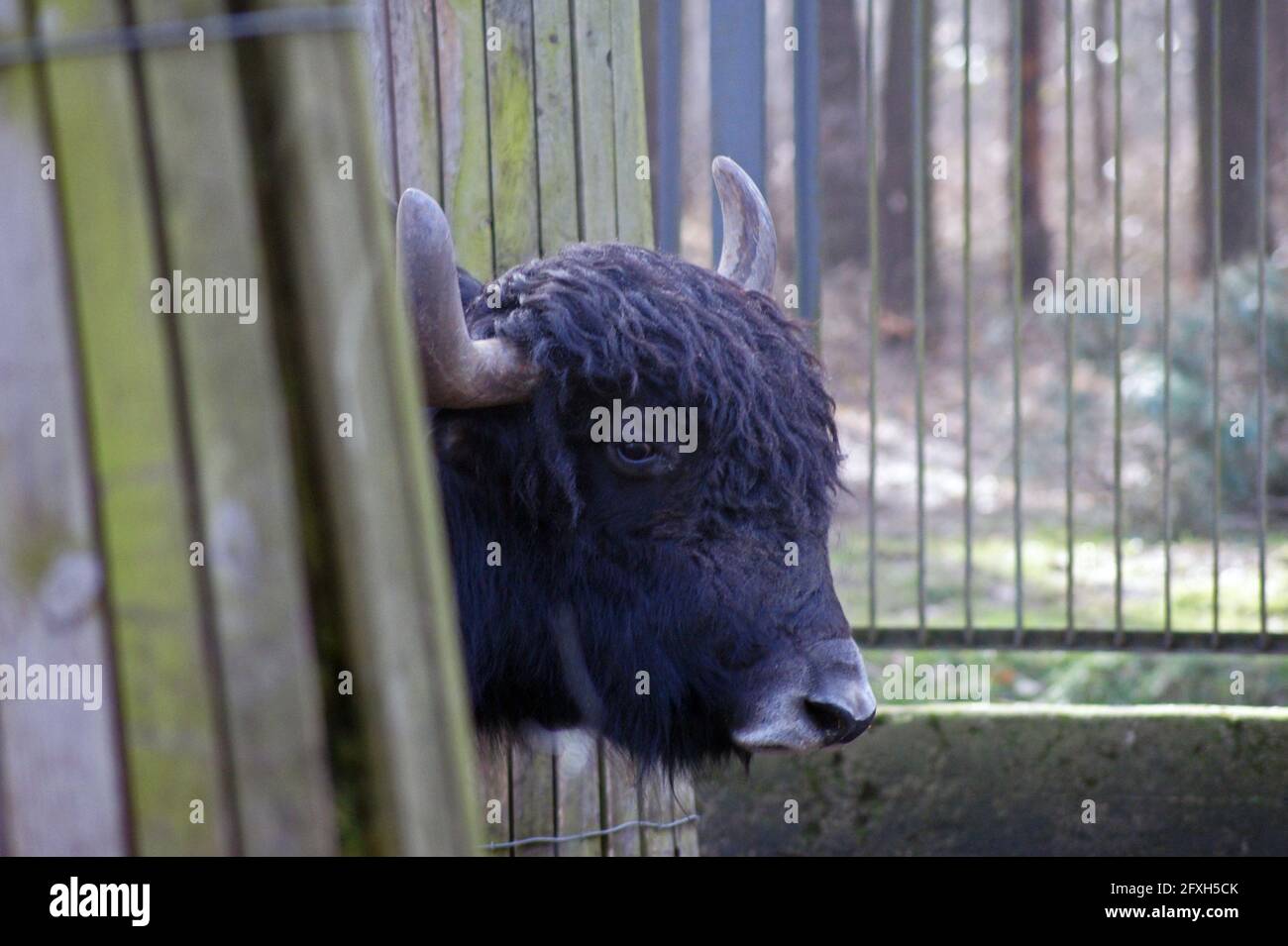 Yak picture hi-res stock photography and images - Alamy