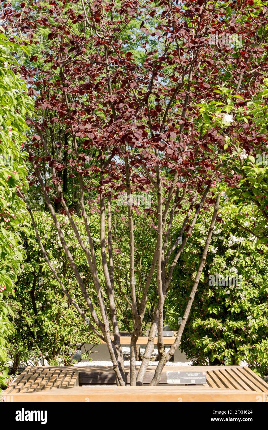 Leaved hazelnut hi-res stock photography and images - Alamy