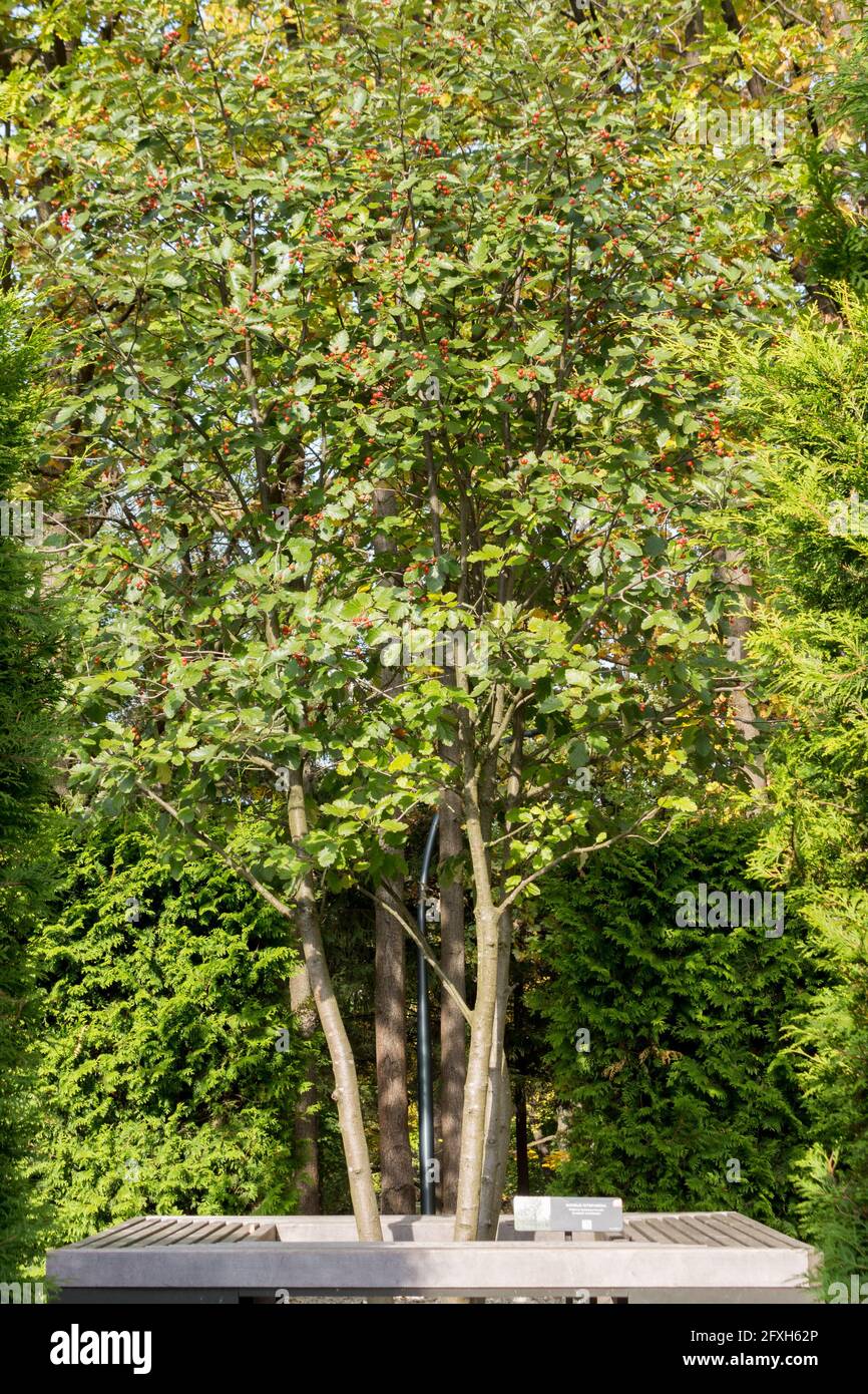 A swedish whitebeam tree and a bench in the center of a landscaped park ...