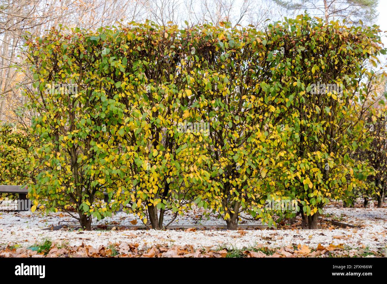 hedge of Apple trees, landscape design fragment. autumn view Stock ...