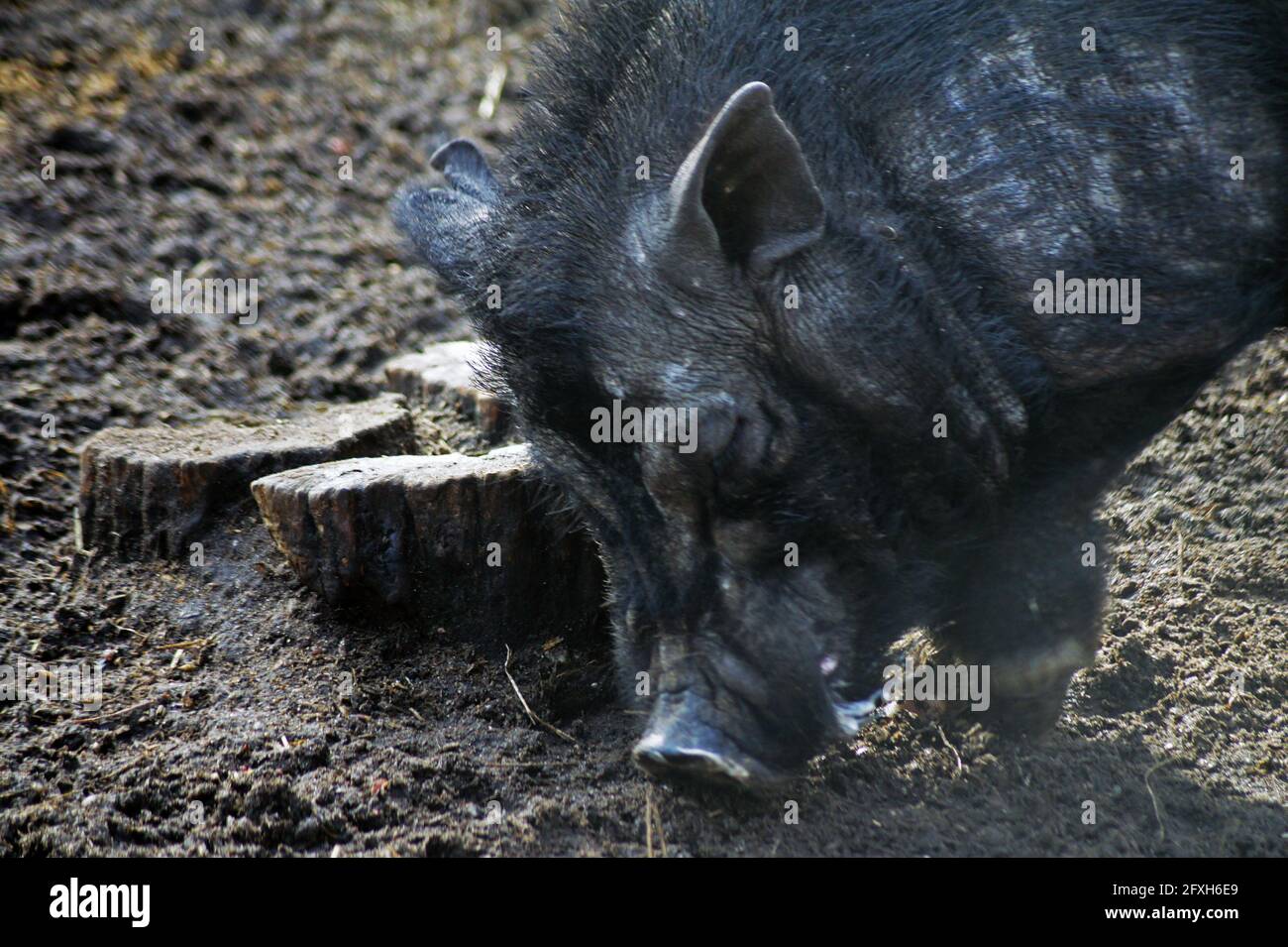 Pot bellied pig try to scratch hisself Stock Photo - Alamy