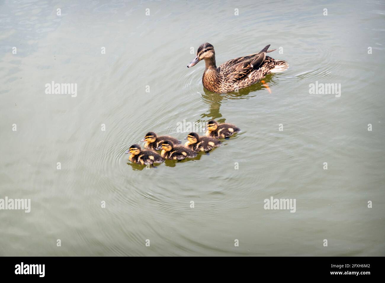 A mallard and 5 baby ducklings on the lake in Kissena Park, Flushing ...
