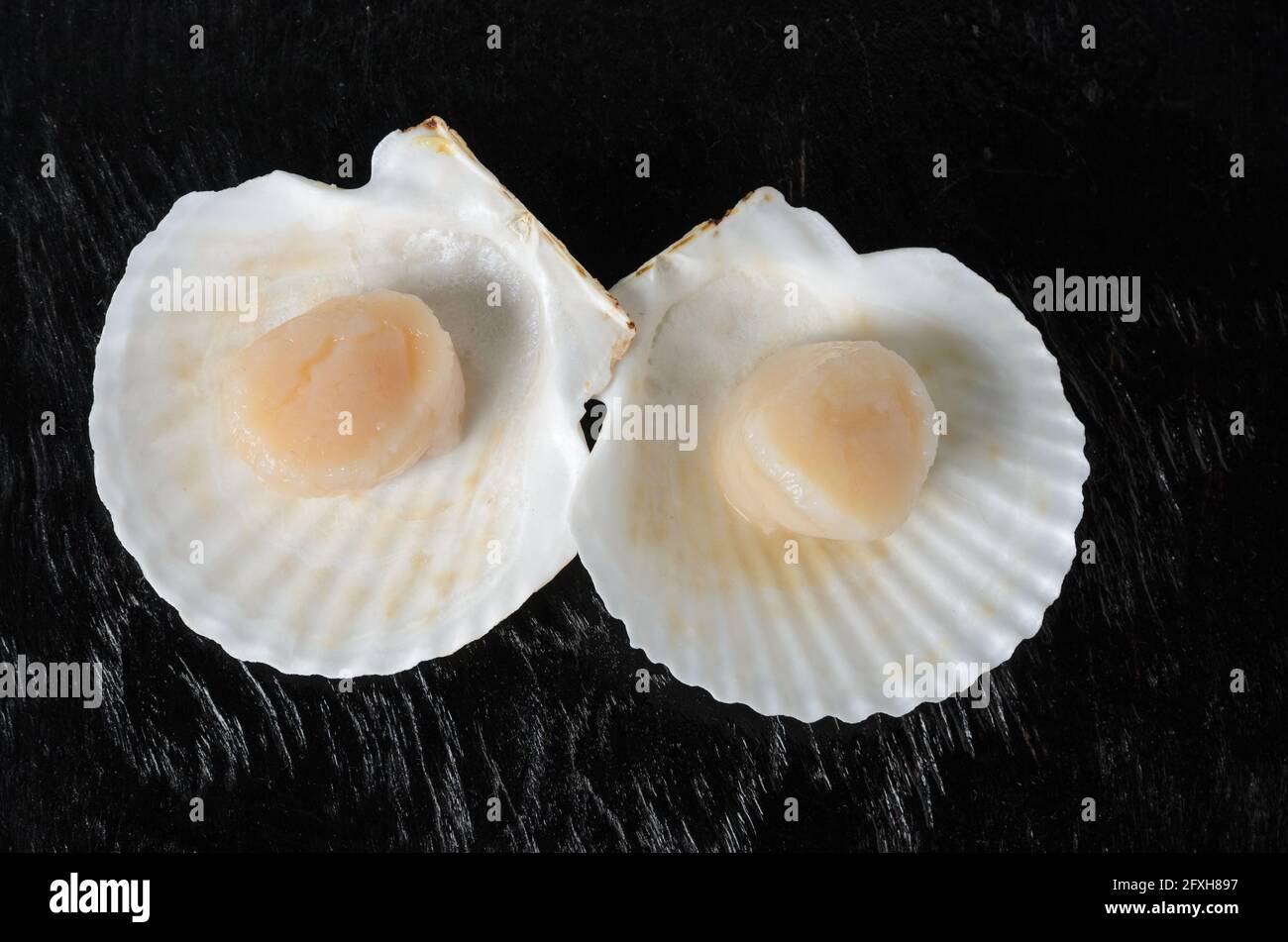 Open scallop shell hi-res stock photography and images - Alamy