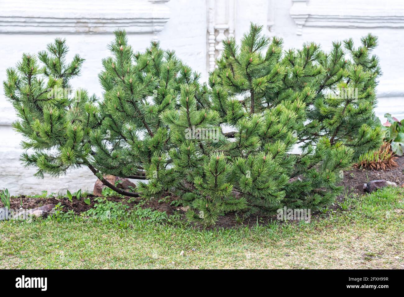 Large pine tree bush grows near old building on spring day Stock Photo ...
