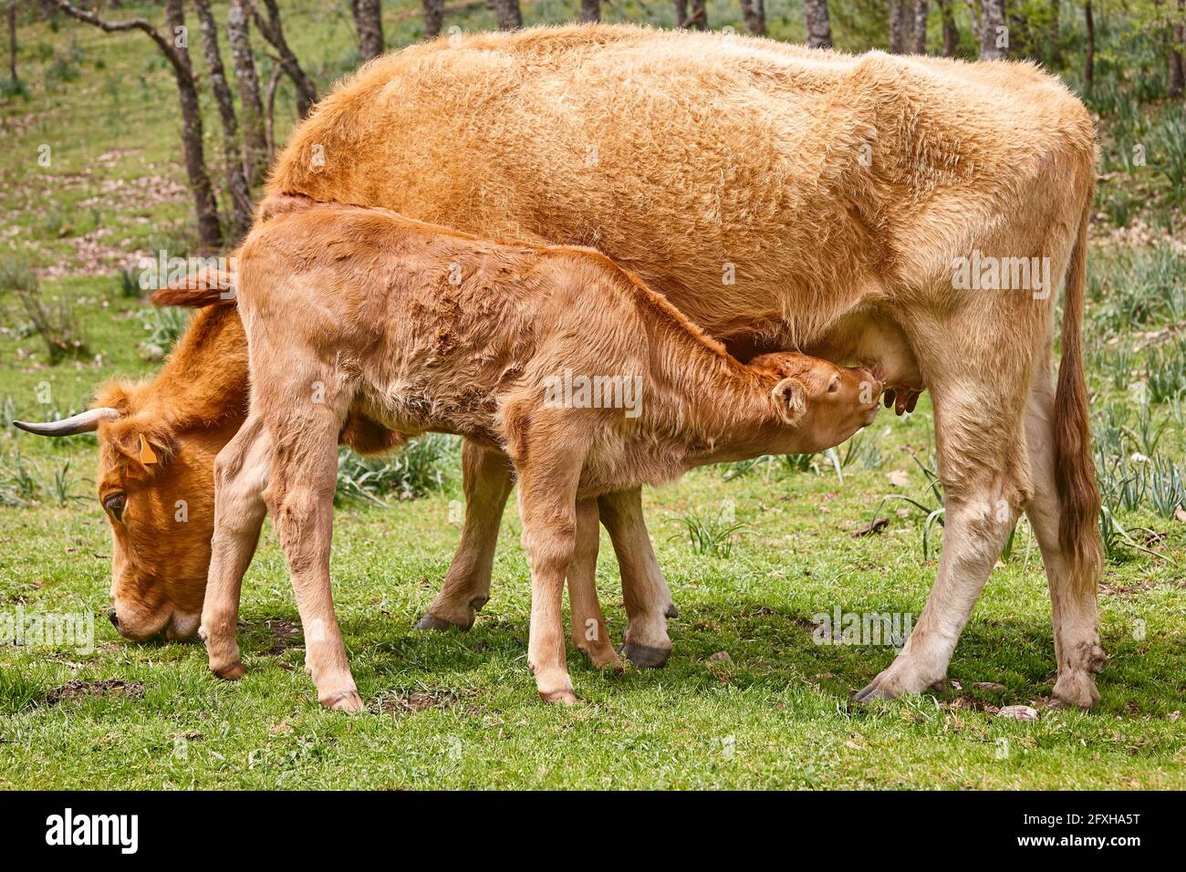 Unweaned calf suckling from his mother. Bovine cattle. Nursling Stock ...