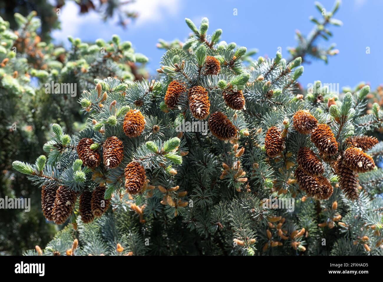 Large fir cones hi-res stock photography and images - Alamy