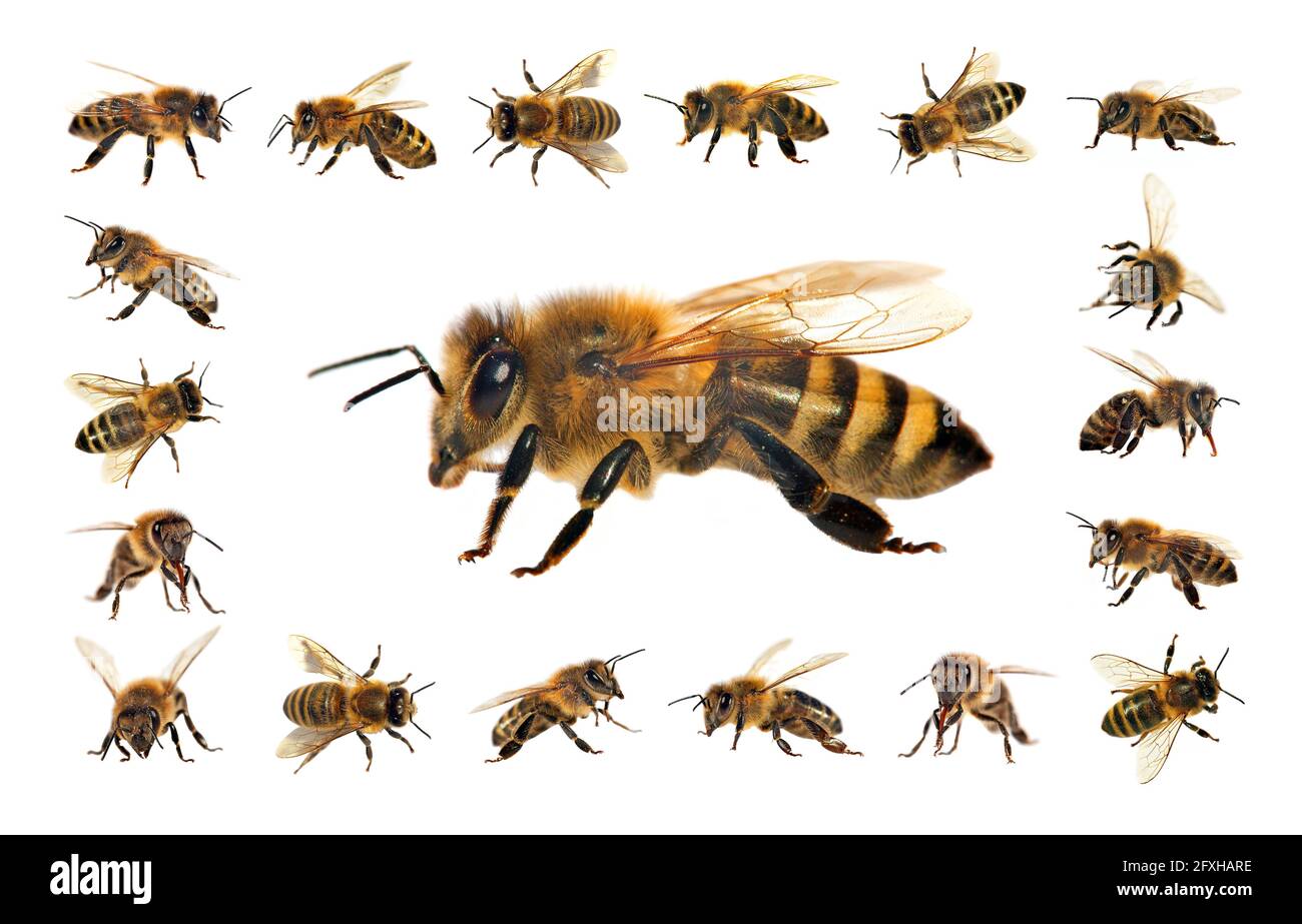 Group Of Honeybees High Resolution Stock Photography and Images - Alamy