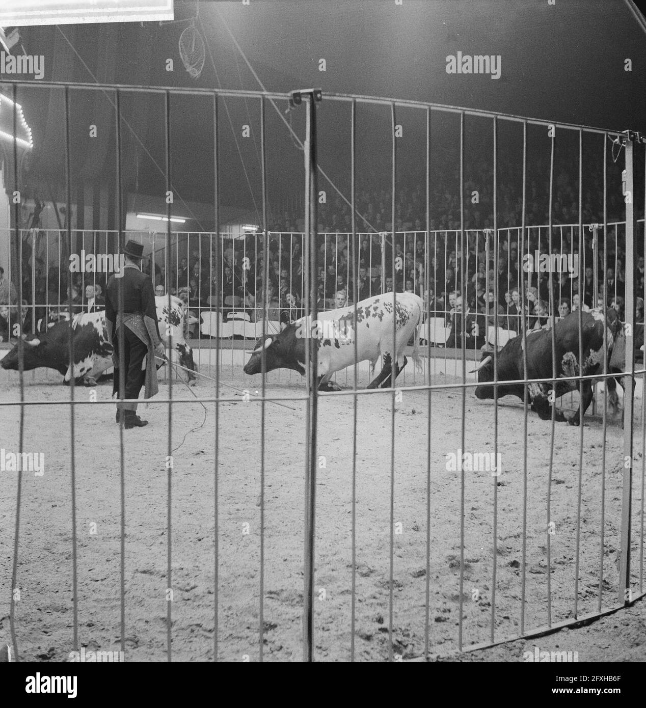 Proposal Circus Americano in the New RAI Building. Bull issue by Manuel ...