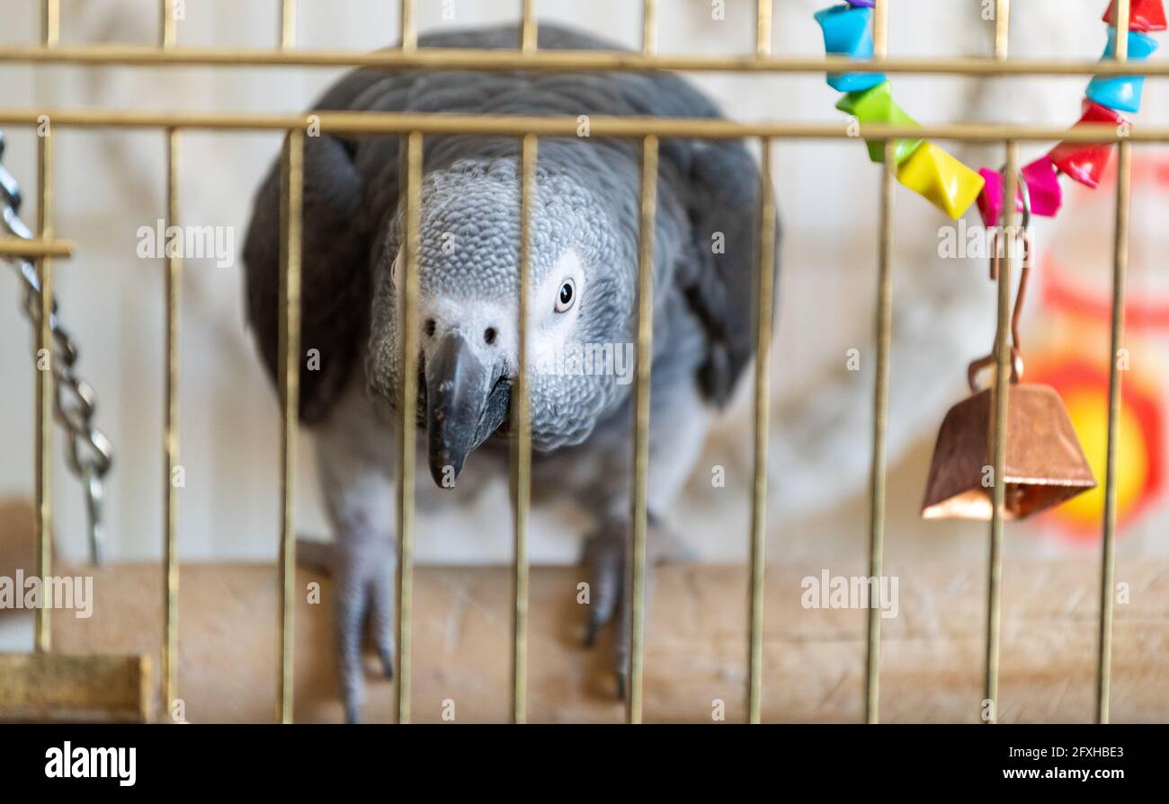 Large gray parrot of the Jaco breed in a cage Stock Photo - Alamy