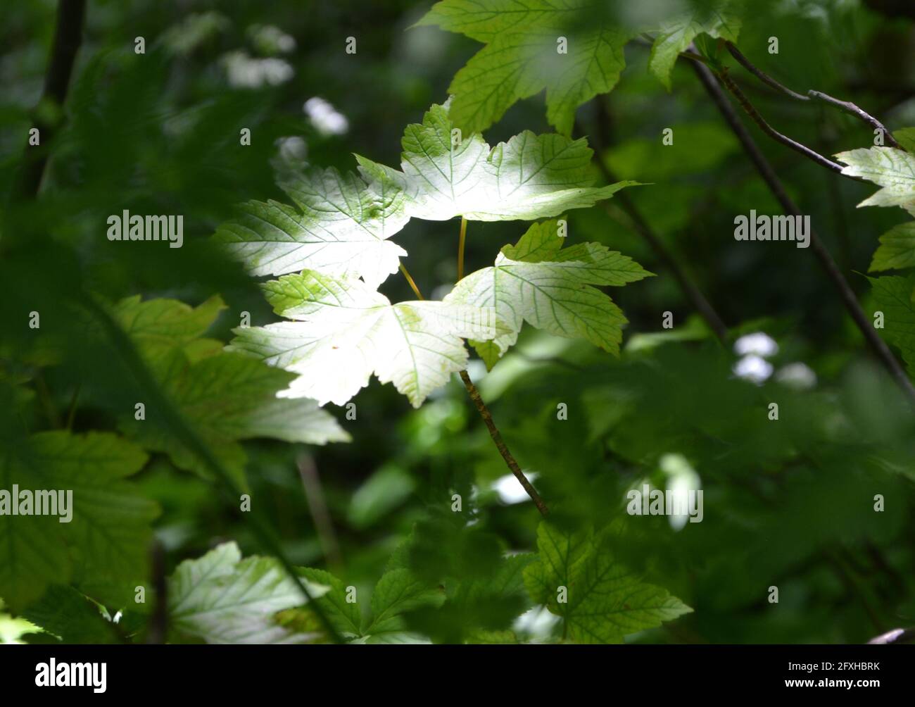 Tree leaves sunbeam uk hi-res stock photography and images - Alamy