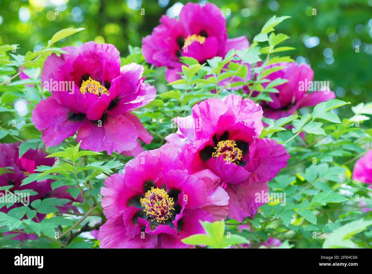 Pink tree peonies hi-res stock photography and images - Alamy