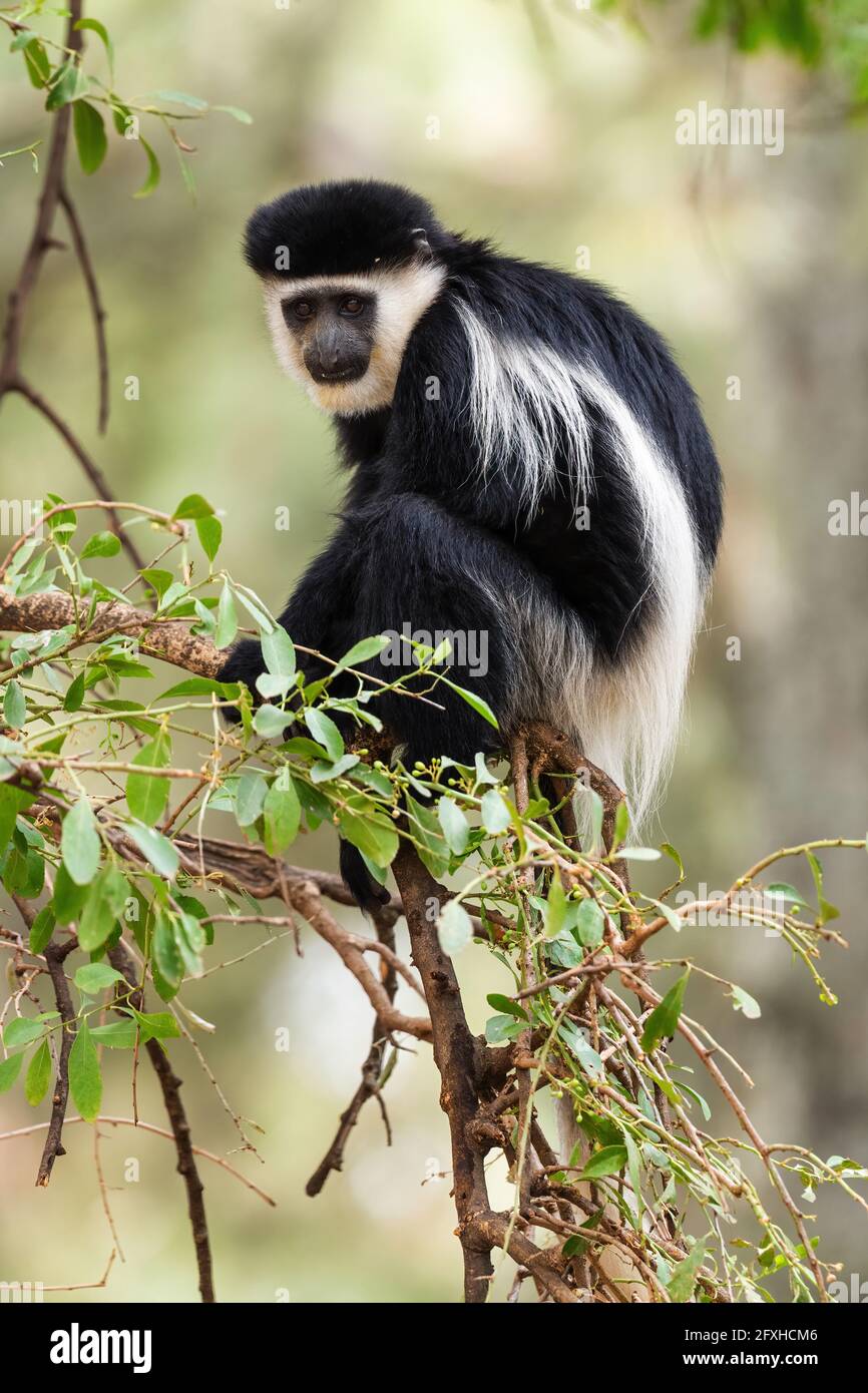 Black-and-white Colobus - Colobus guereza, beautiful black and white ...