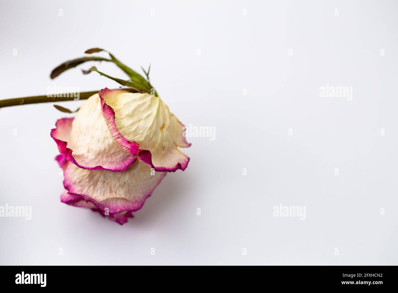 Dried flowers of white roses on a white background. Photo taken under ...