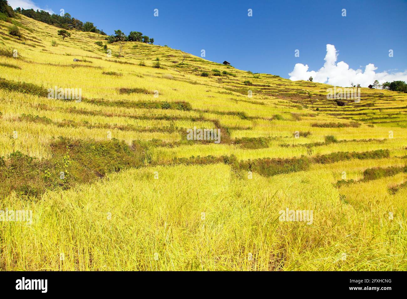 golden terraced rice or paddy field in Nepal Himalayas mountains ...