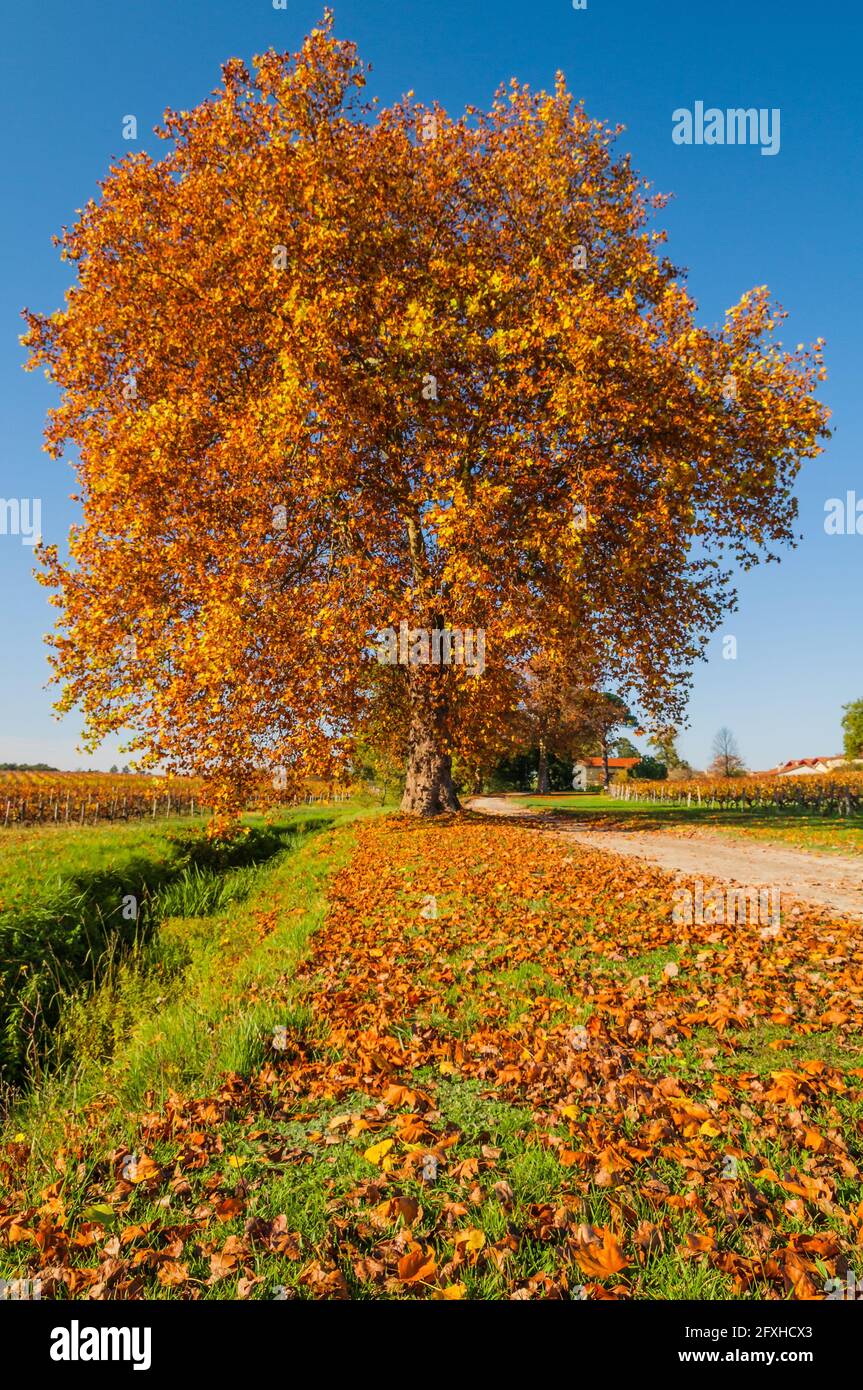 Tree losing its leaves hi-res stock photography and images - Alamy
