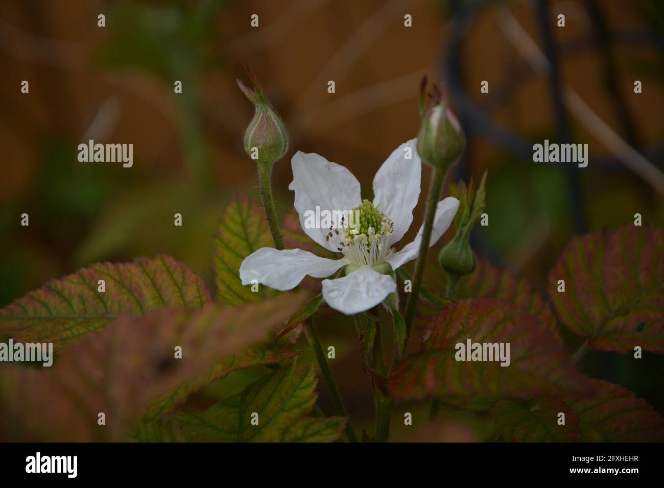 Cambridge raspberry jam hi-res stock photography and images - Alamy