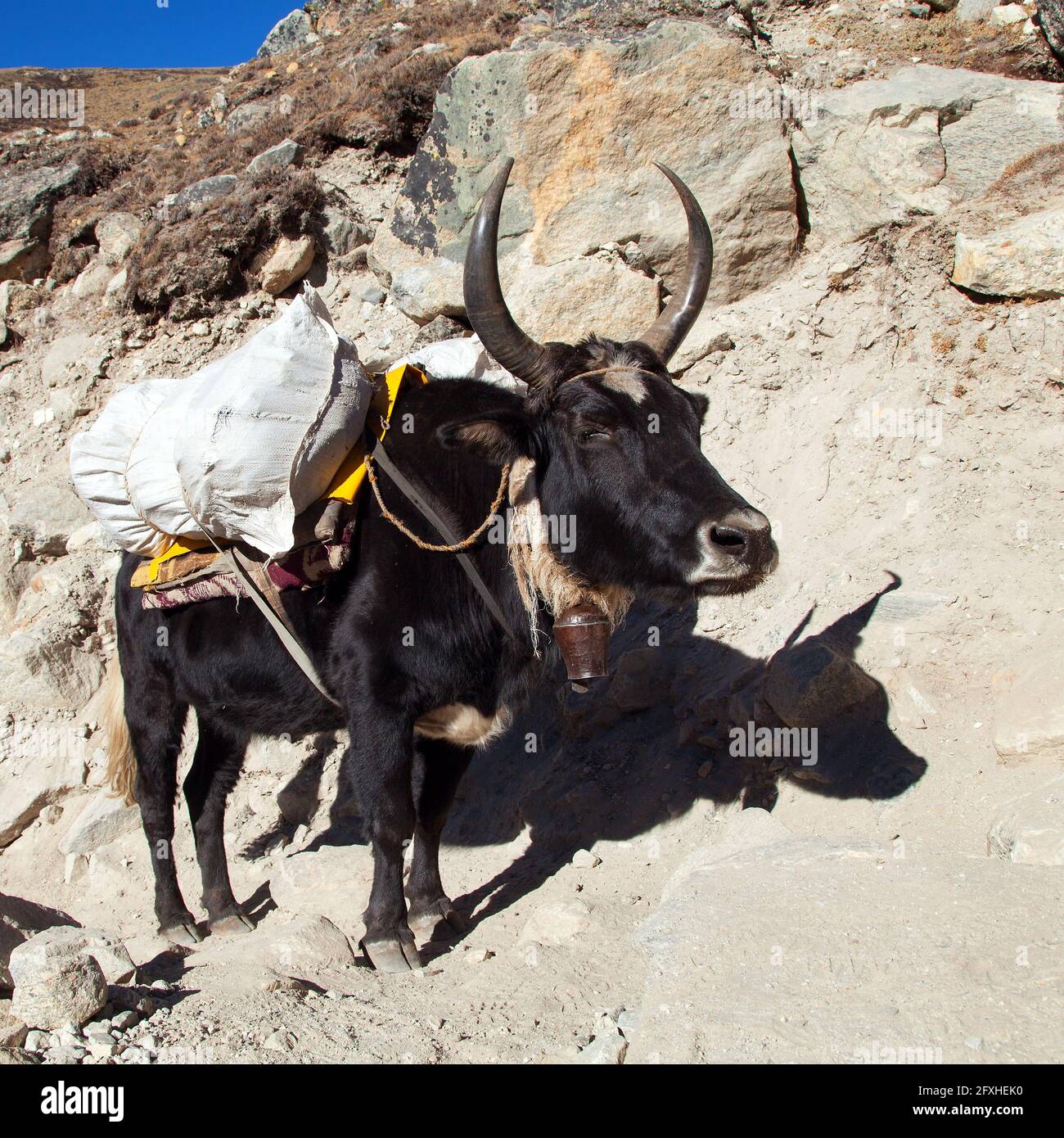 Yak Saddle High Resolution Stock Photography and Images - Alamy