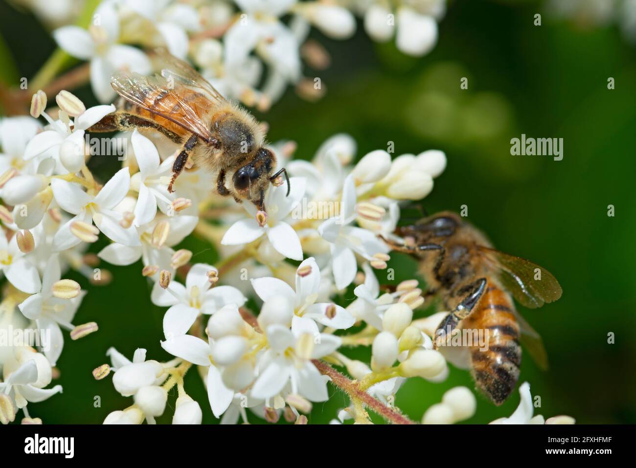 Bee Gathering Pollen on Privet Ligustrum Vulgare Blossom Stock Photo ...