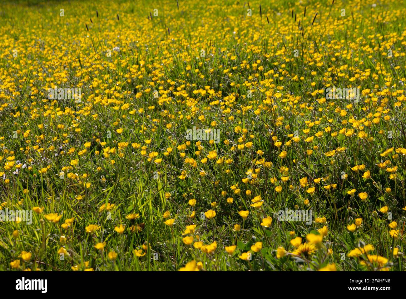 Yellow flowers of buttercups,also called ranunculus acris or ...