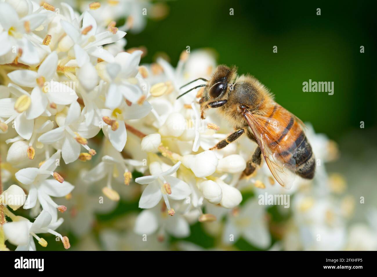 Bee Gathering Pollen on Privet Ligustrum Vulgare Blossom Stock Photo ...
