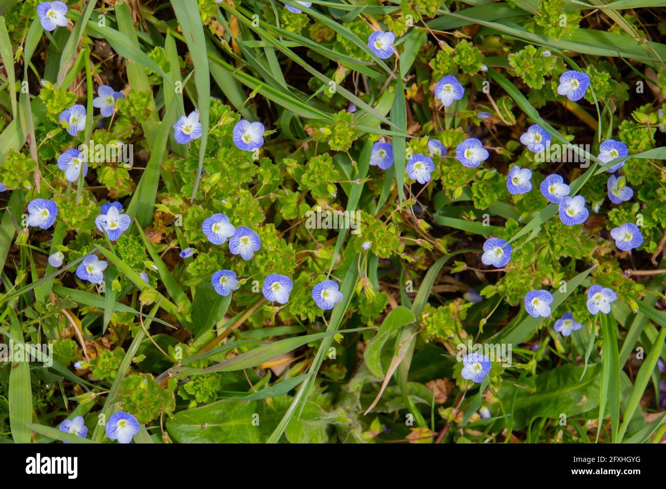 Blue blossoms of persian speedwell, also called Veronica persica or ...