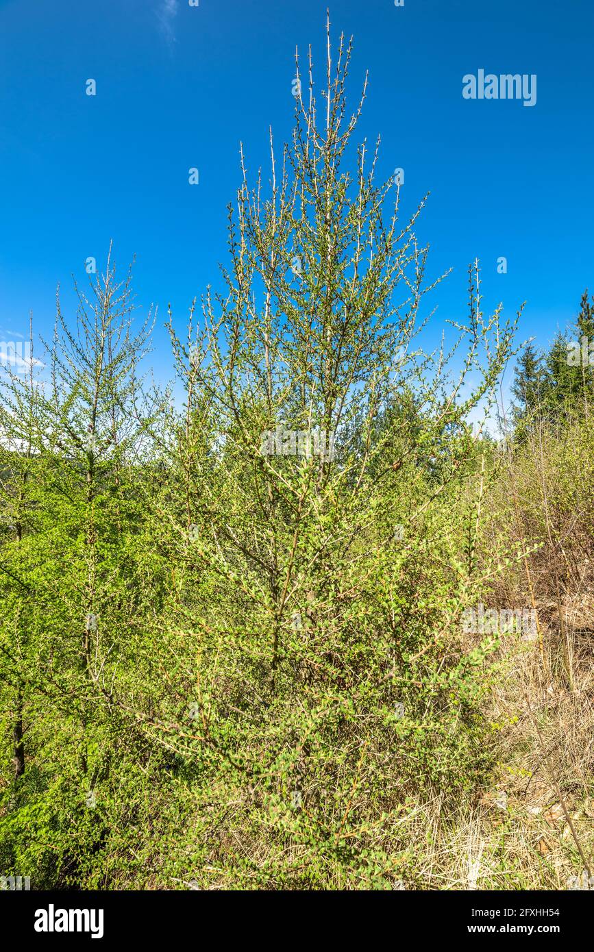Spring forest landscape, fresh green leaves on trees Stock Photo - Alamy