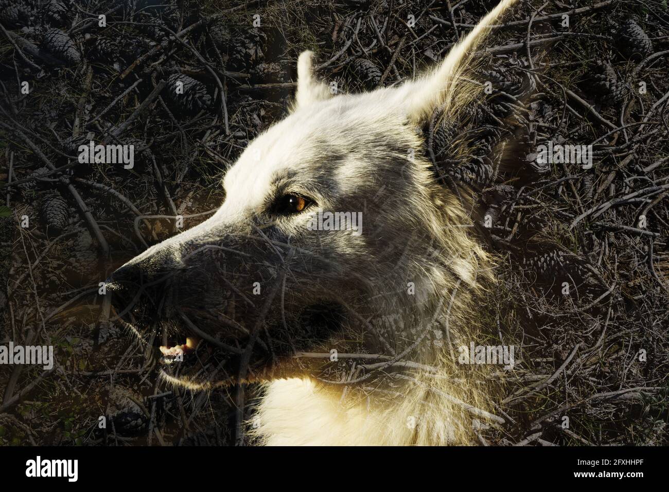 African male wolf hi-res stock photography and images - Alamy