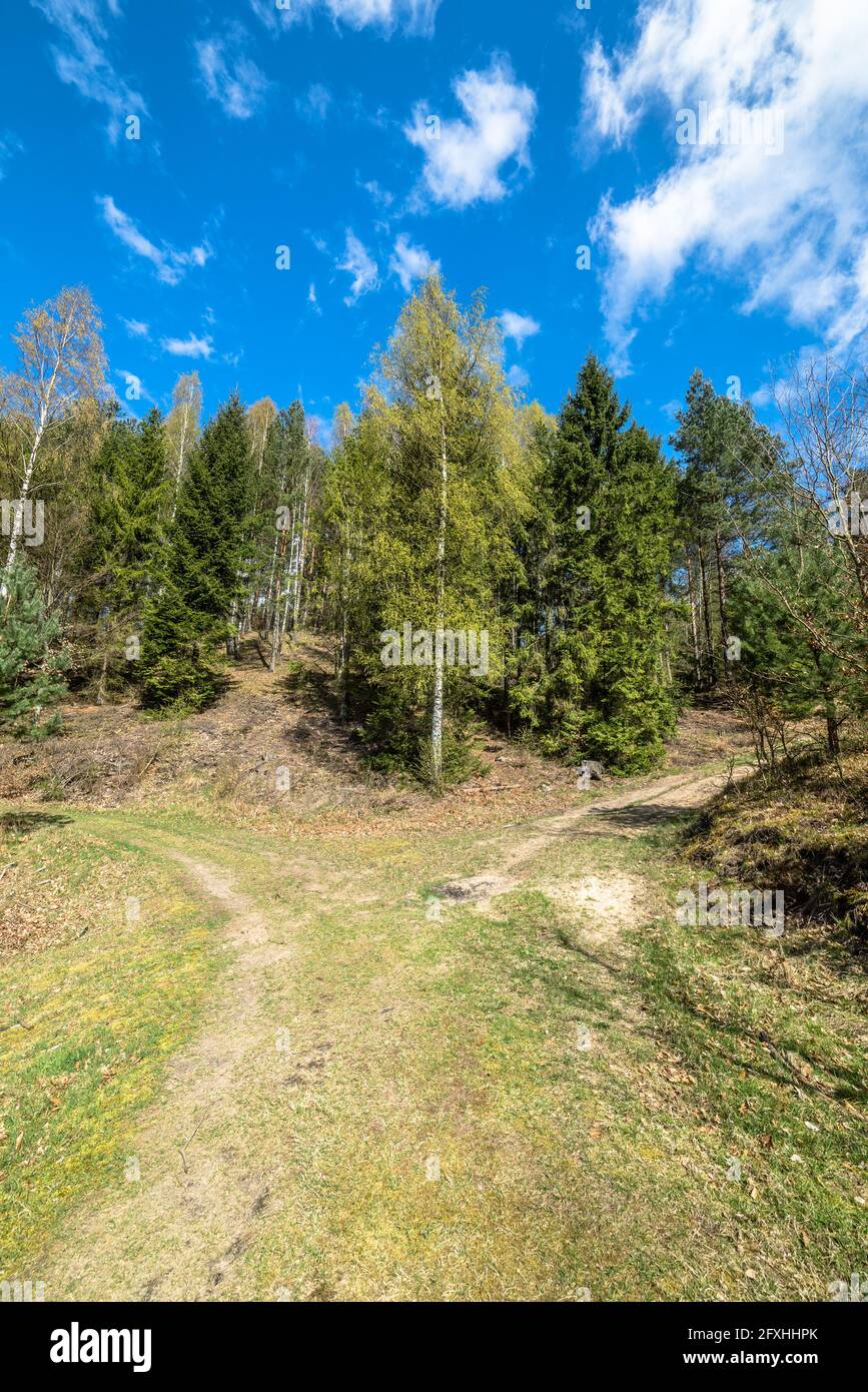 Cross roads in spring forest, landscape Stock Photo - Alamy