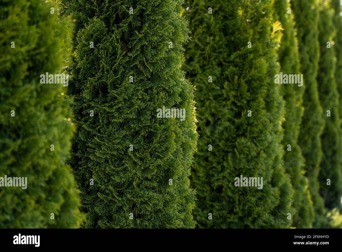 Green hedge of thuja trees. Closeup fresh green branches of thuja trees ...
