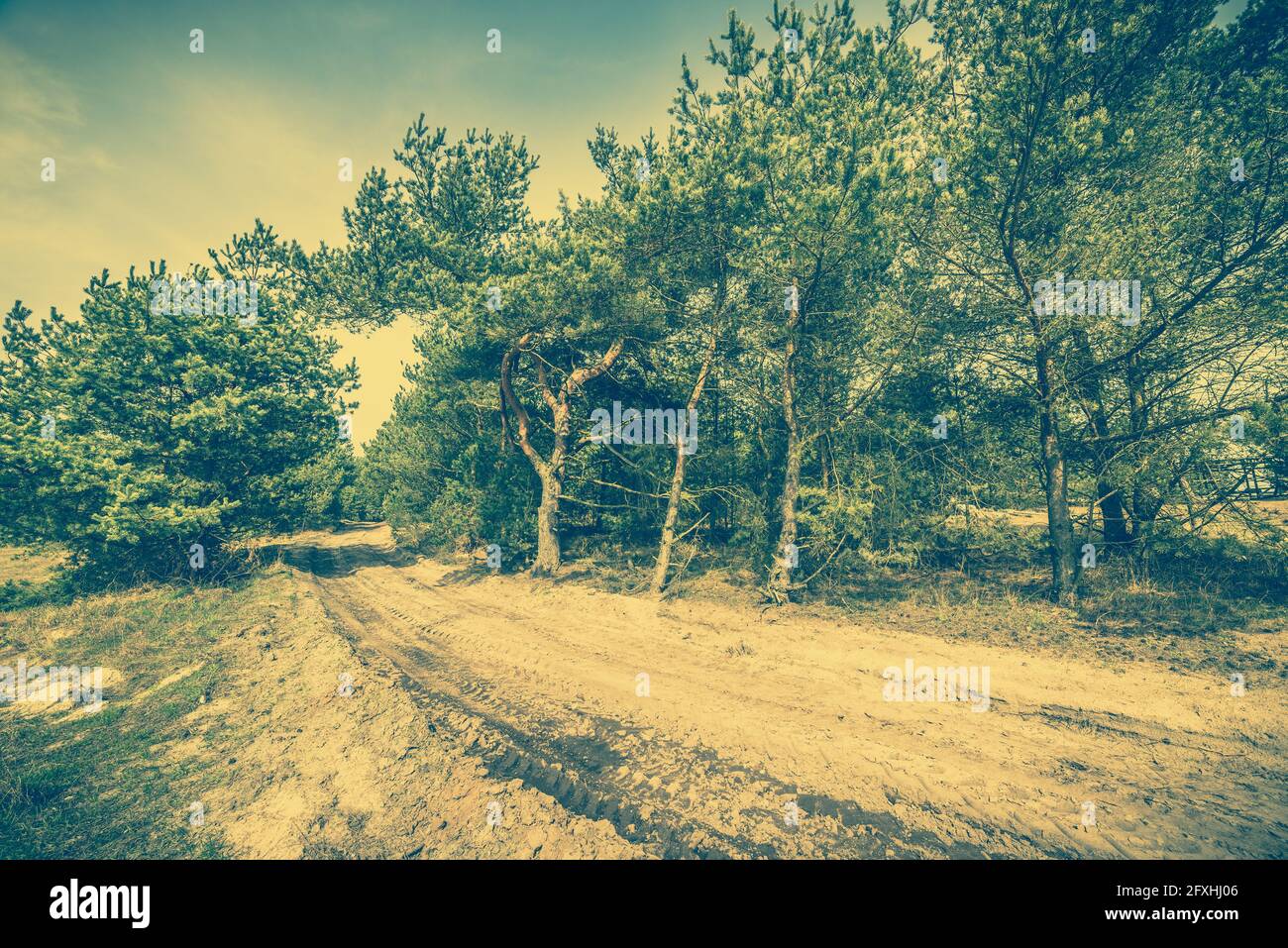 Country road through field, landscape, pine trees at roadside Stock ...