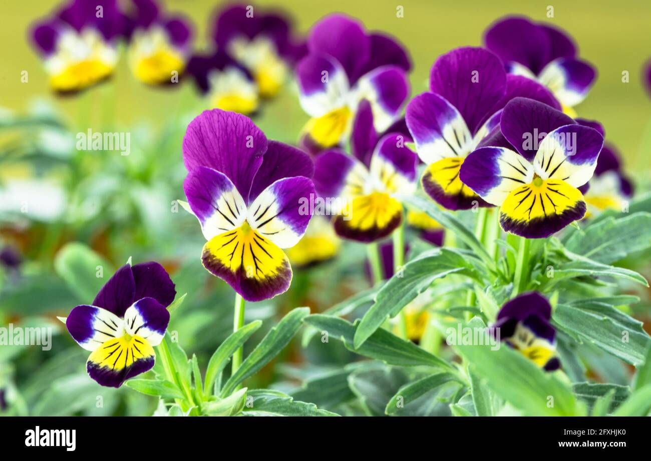 Violet pansy flower in the spring garden Stock Photo - Alamy