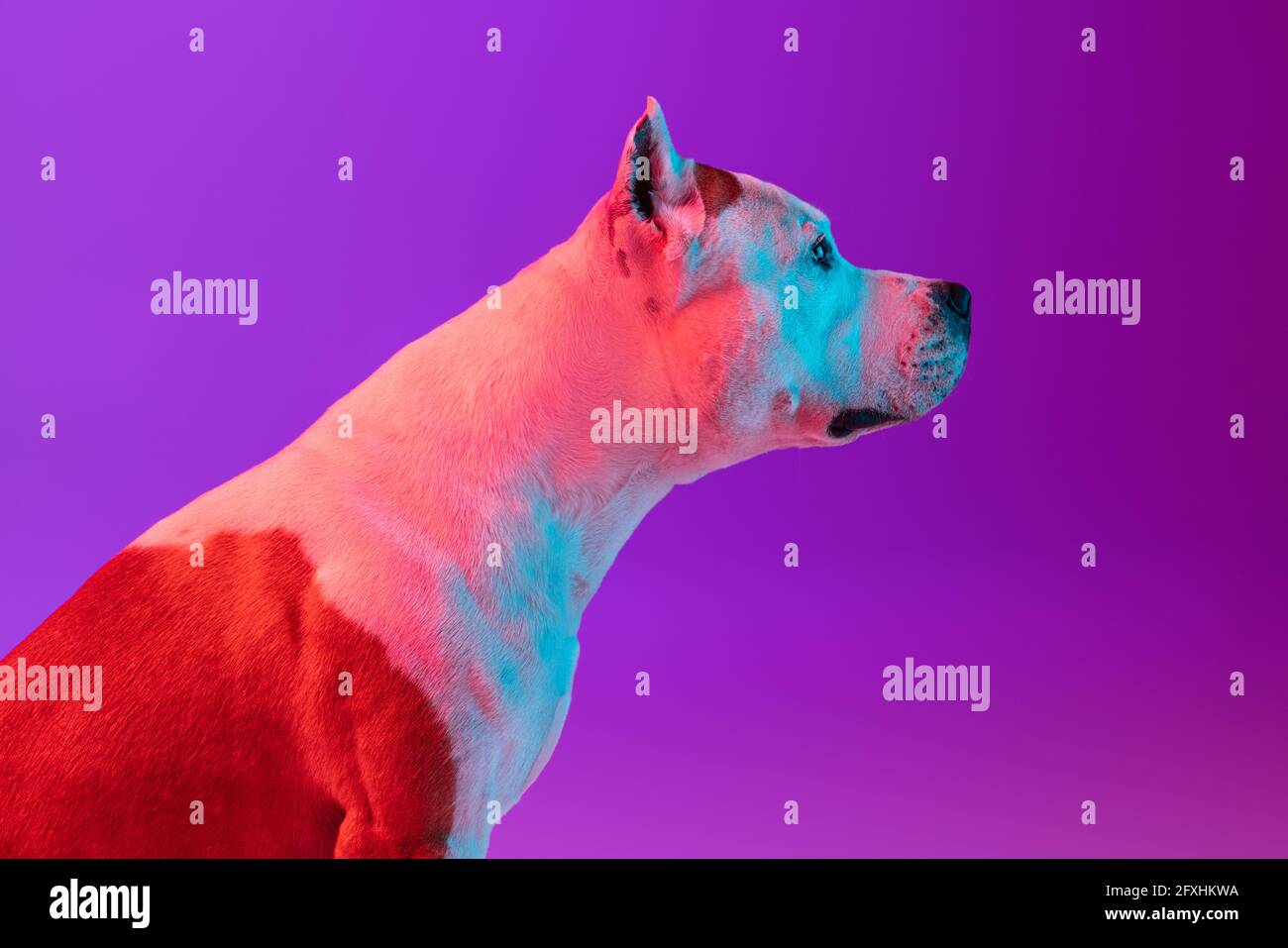 Side view. Close up portrait of purebred dog staffordshire terrier ...