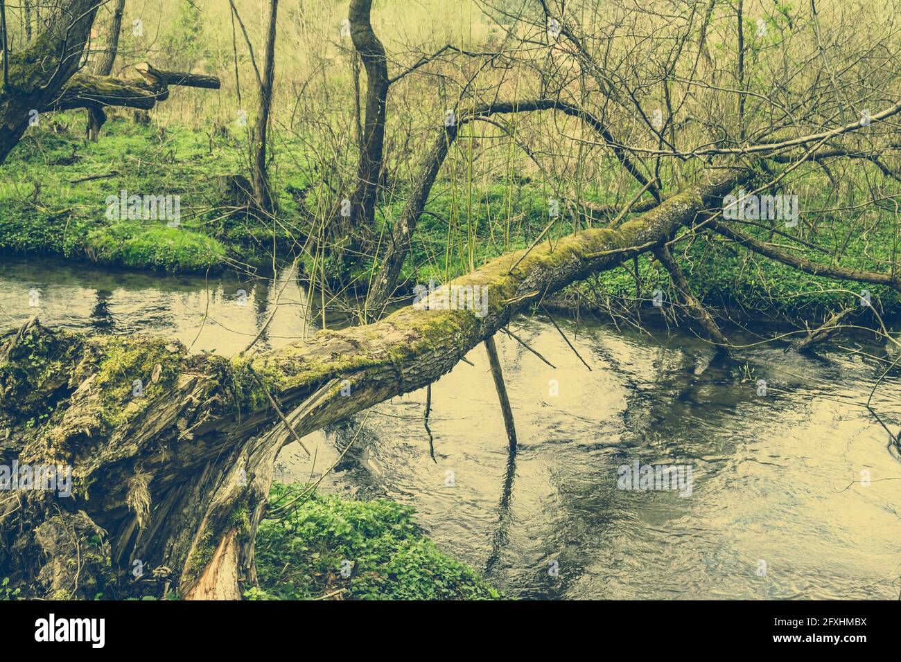 Photo of fallen tree over the river, vintage photo Stock Photo - Alamy