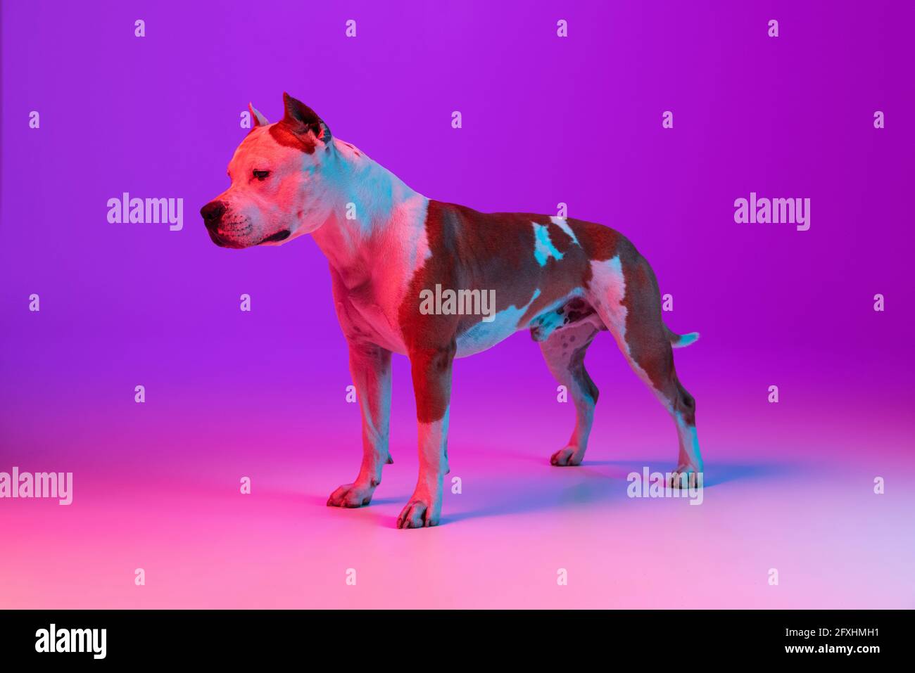 Most Muscular Dog Whippet