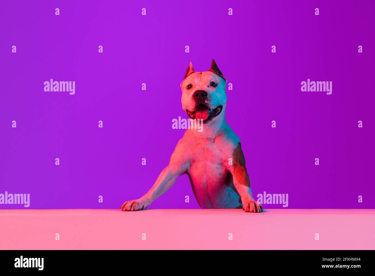 Funny big dog staffordshire terrier posing isolated over studio ...