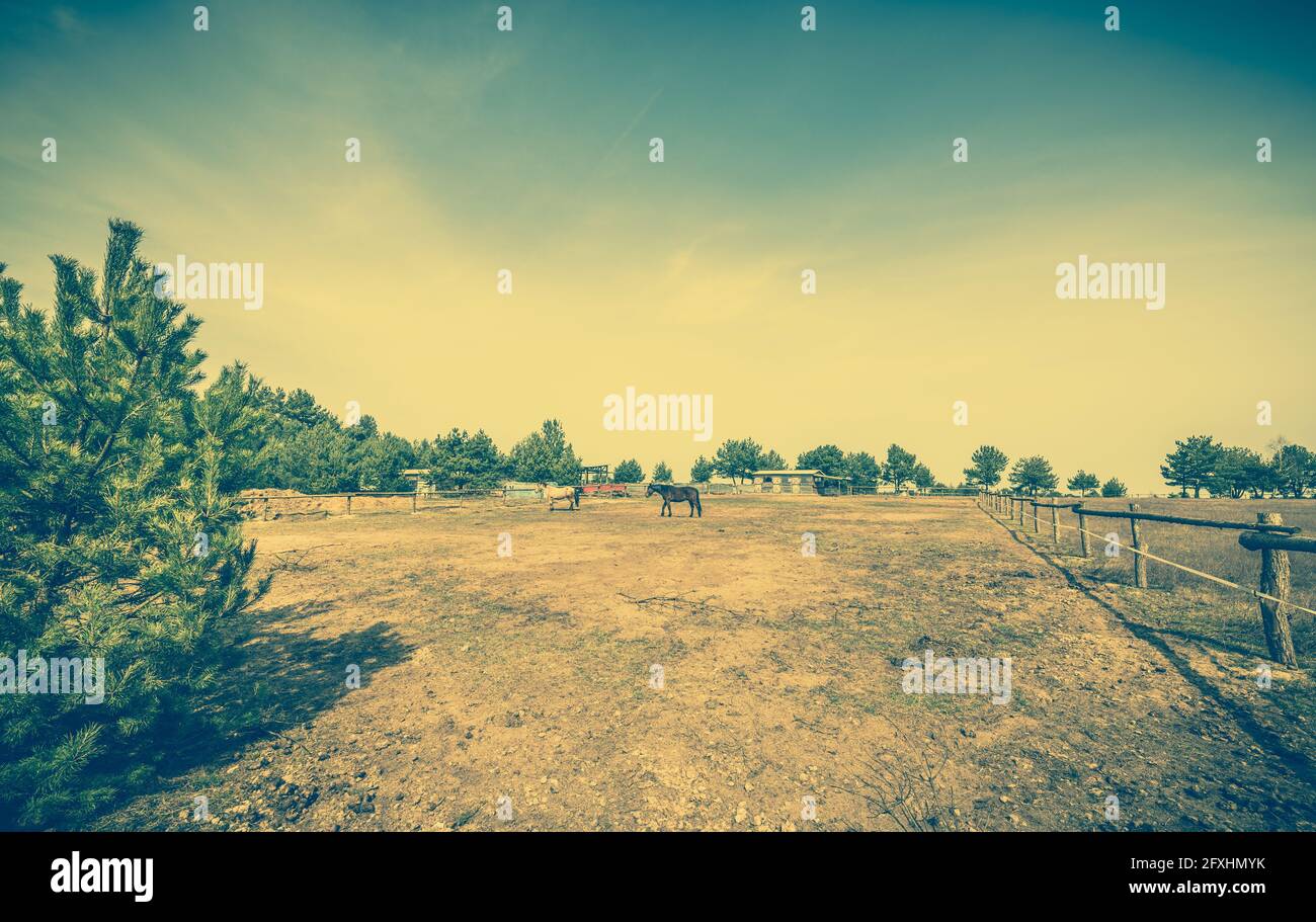 Rural landscape of ranch with horses on the field, vintage photo Stock ...