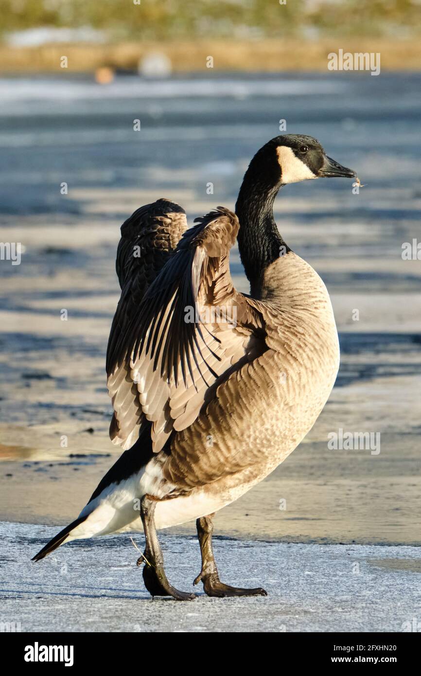 Goose stretching hi-res stock photography and images - Alamy