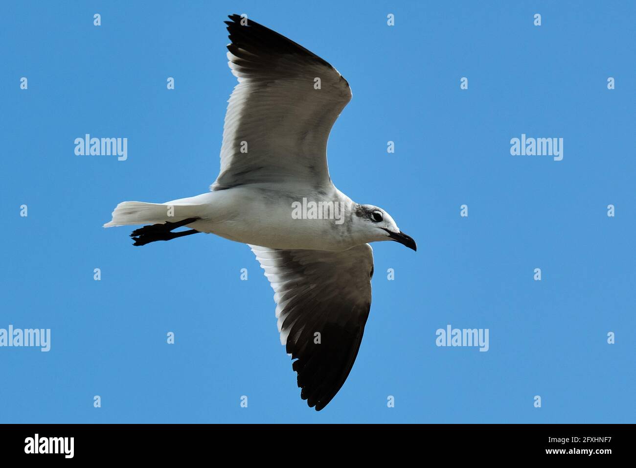 Bonapartes Gull High Resolution Stock Photography and Images - Alamy