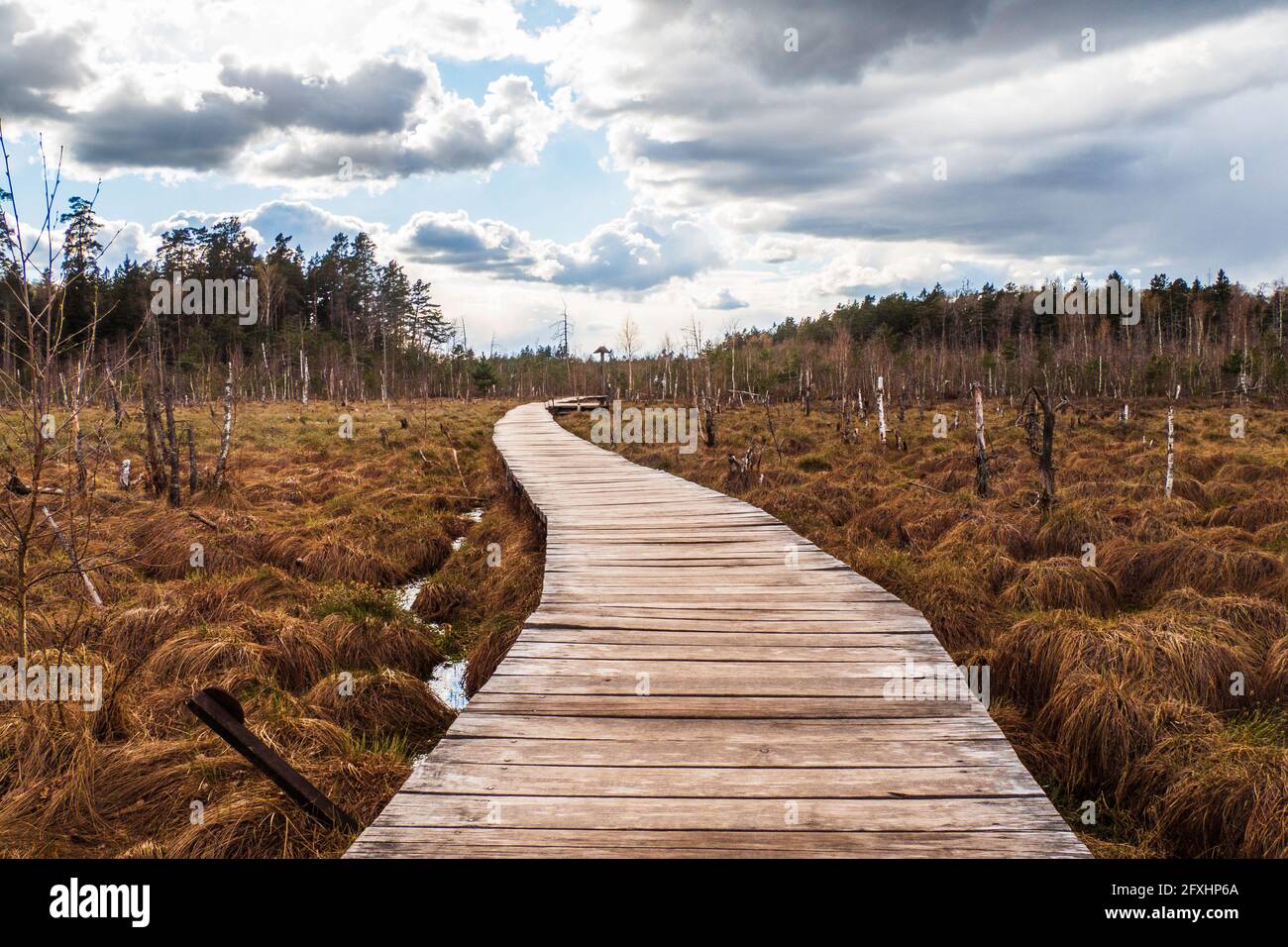 Hiking trail on Planks that go Across the Moor in the Forest Stock ...