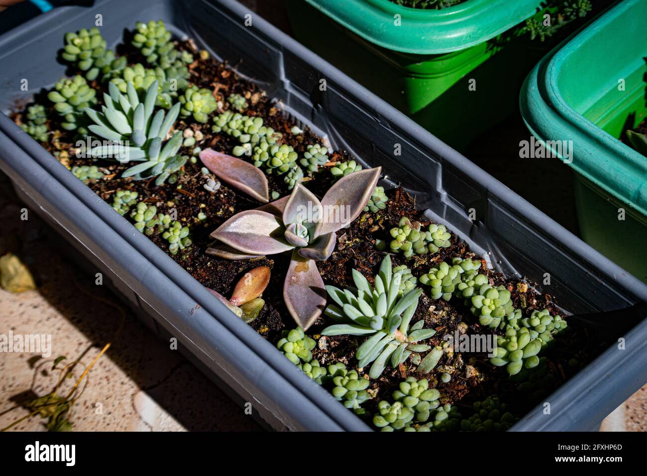 Succulents soil hi-res stock photography and images - Alamy