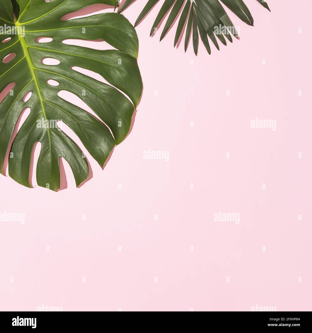 Monstera leaf and chico leaf on pink background with copy space Stock ...