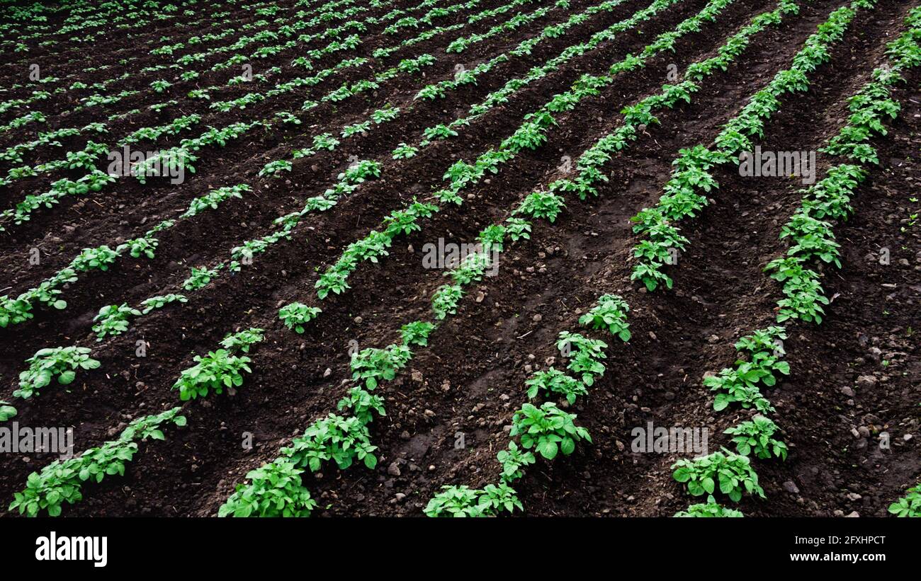 Potato farm with rows of green potato plants Stock Photo - Alamy