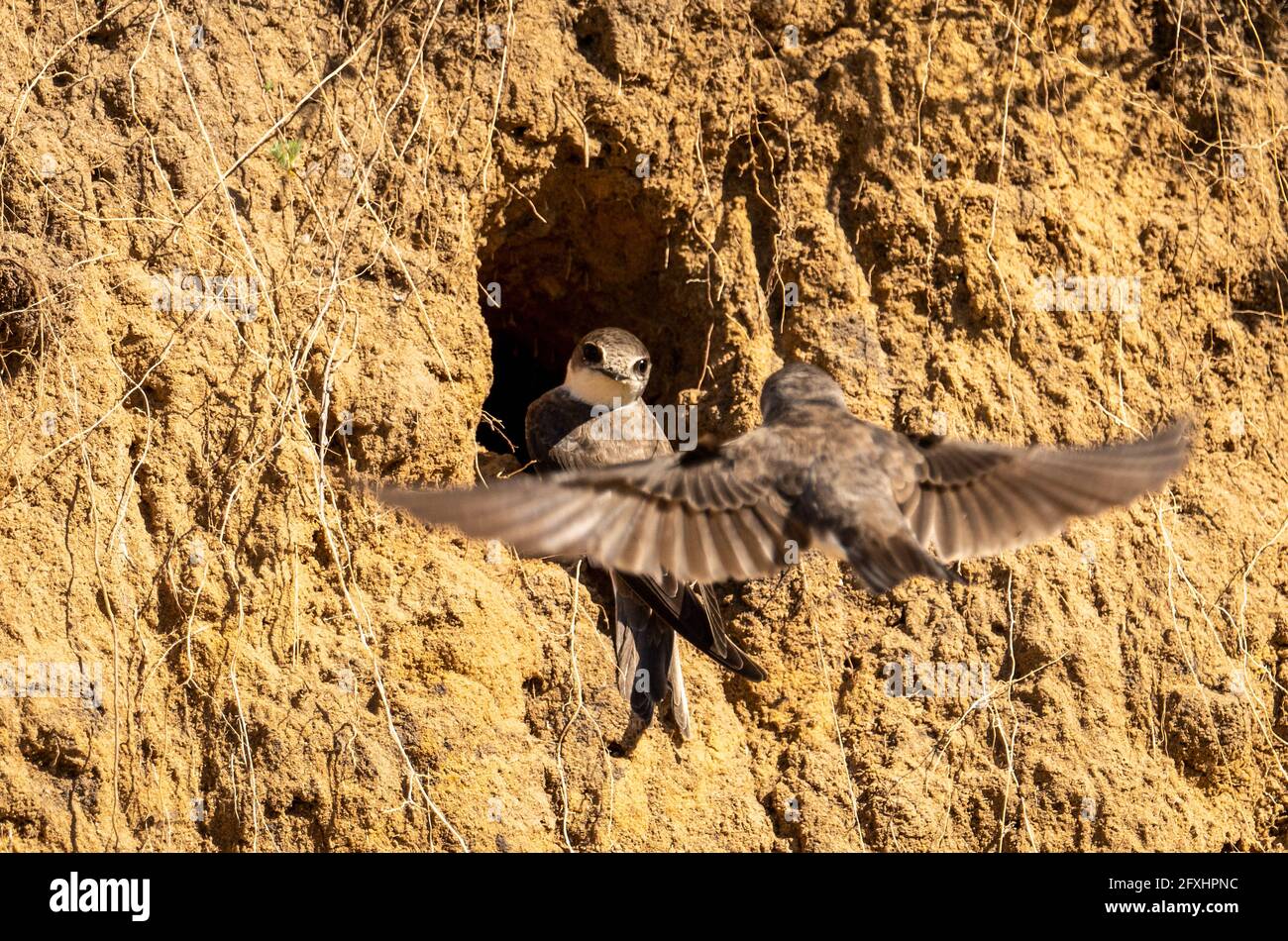 A swift bird looks out of a hole when a second swift flies up to it ...