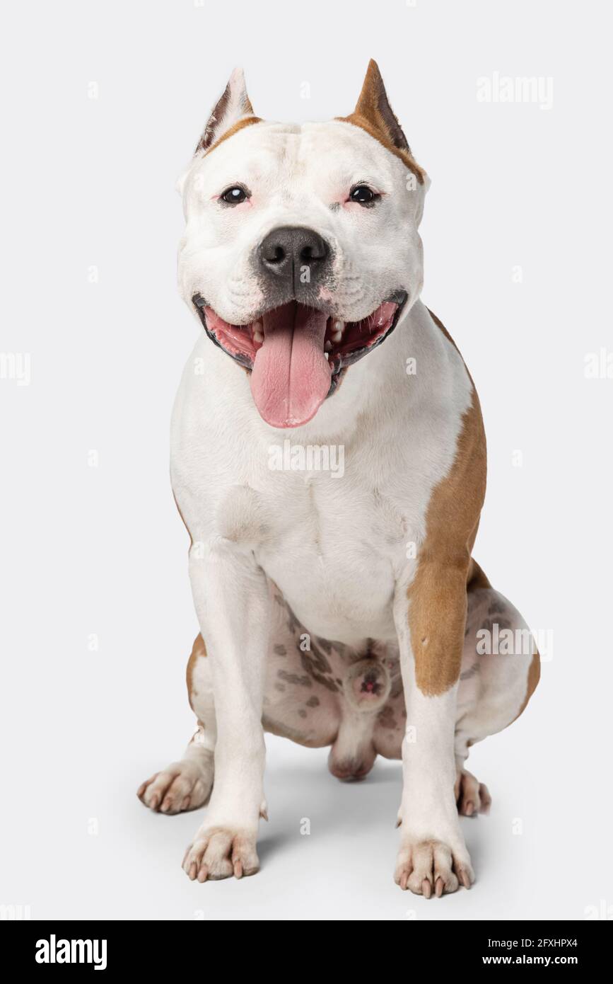 Close up portrait of purebred dog staffordshire terrier looking at ...