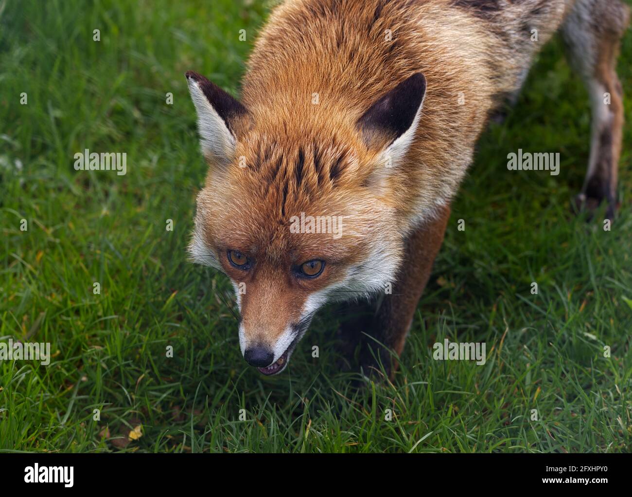 Fox canis vulpes hi-res stock photography and images - Alamy