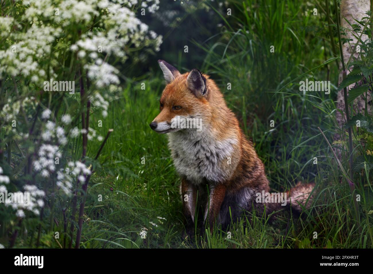 Fox Looking Up Isolated High Resolution Stock Photography and Images ...